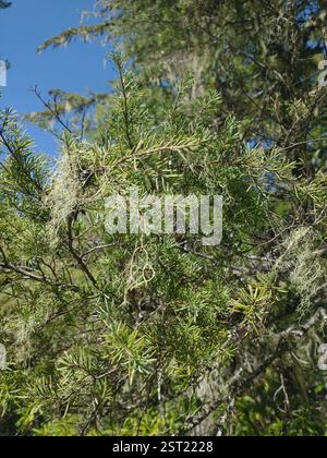 mountain hemlock (Tsuga mertensiana) Plantae Stock Photo - Alamy
