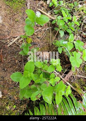 modesty (Whipplea modesta), Plantae, Russian Gulch State Park ...