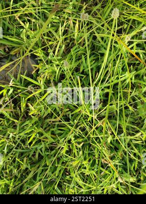 soft sedge (Cyperus dubius), Plantae, British Indian Ocean Territory ...