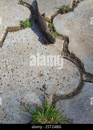 Macedonian Crested Newt (Triturus macedonicus), Amphibia, Изумно ...