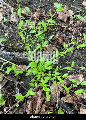 mustard family (Brassicaceae), Plantae, East Oakmont, Plum, PA, USA ...