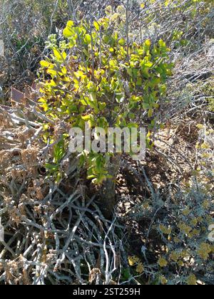 Botterboom (Tylecodon paniculatus), Plantae, Blaauwberg Conservation ...