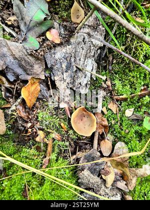 Ascomycete Fungi (Ascomycota), Fungi, County Road 4020, Crane Hill, AL ...