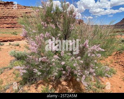 Tamarisks (Tamarix), Plantae, San Juan County, US-UT, US Stock Photo ...