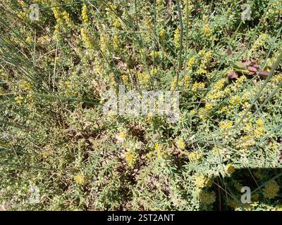 True Capereeds (Restio), Plantae, Blaauwberg Conservation Area, Cape ...