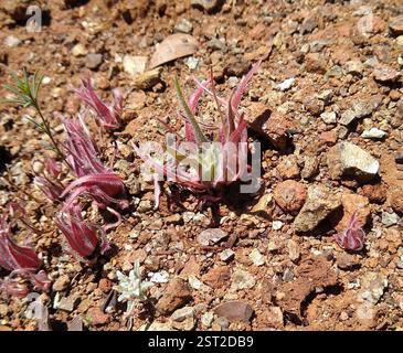 hill sun cup (Tetrapteron graciliflorum), Plantae, Almaden, San Jose ...