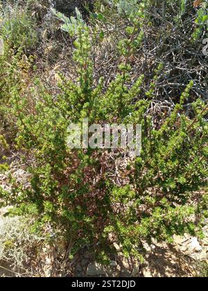 Botterboom (Tylecodon paniculatus), Plantae, Blaauwberg Conservation ...