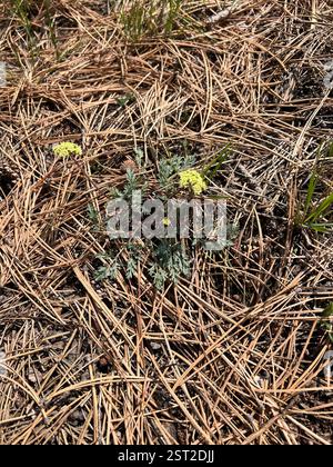 (Selineae), Plantae, Flaming Gorge National Recreation Area, Dutch John ...
