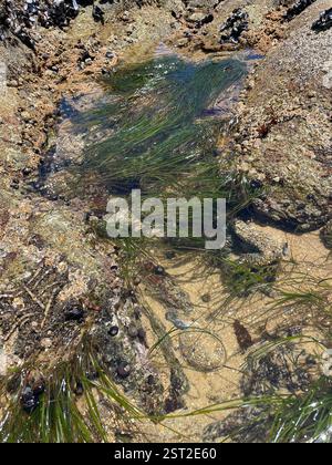 surfgrasses (Phyllospadix), Plantae, Monterey, California, United ...