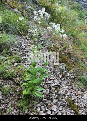 Garlic Cress (Peltaria alliacea), Plantae, M-I 101, Banja Luka ...