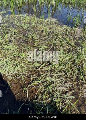 grasses (Poaceae), Plantae, Tweeddale East Ward, Innerleithen, Scotland ...