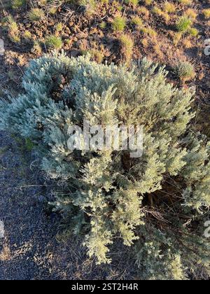 Scabland Sagebrush (Artemisia rigida), Plantae, Kittitas County, WA ...