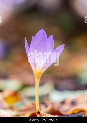 Autumn purple crocuses bloomed above the ground. Close-up of a group of ...