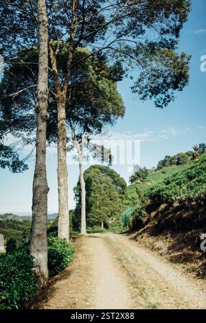 composition of tall trees in tea plantation Stock Photo - Alamy