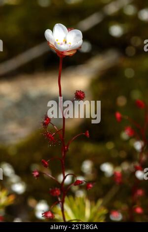 Close-up of a white flower of Drosera cistiflora Stock Photo - Alamy