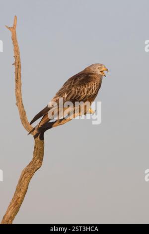 Red Kite ( Milvus milvus ) in the winter sunshine in the Cotswold Hills ...