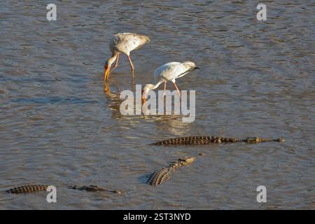 Nilkrokodil und Nimmersatt / Nile crocodile and Yellow-billed stork ...