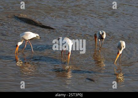 Nilkrokodil und Nimmersatt / Nile crocodile and Yellow-billed stork ...