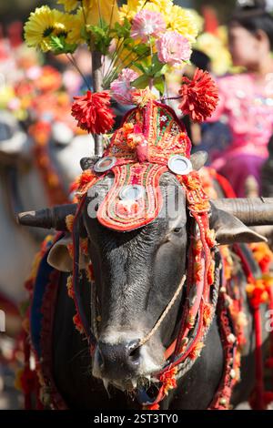 Myanmar, Bagan, decorated cattle pulling carts at the ceremony for the ...