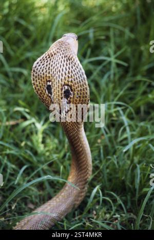 Spectacled cobra (Naja naja), rear view of enlarged hood with ...