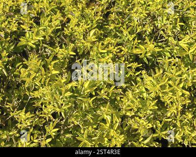 Plant, Varun Farm House, Panvel, Maharashtra, India, Asia Stock Photo ...
