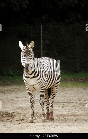 Zebra, Zoo, Copenhagen, Denmark, Europe Stock Photo - Alamy