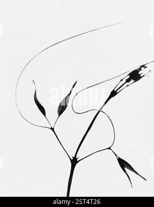 Abstract forms in a branch, plant Stock Photo - Alamy