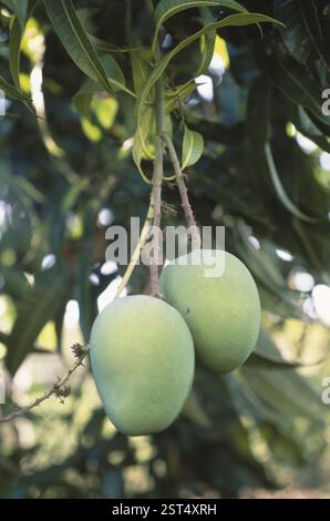 Fruits, Alphanso Mangoes (hapus) growing on tree, Ratnagiri ...