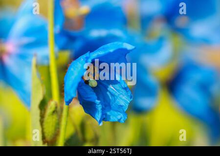 Blooming blue himalayan plant Meconopsis Grandis Stock Photo - Alamy