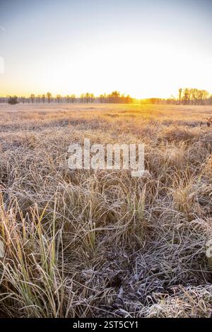 Closeup shot of a snow-covered lawn in a residential area Stock Photo ...