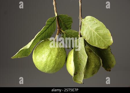 Peru, Guava fruit with two leaves on white background, South America ...