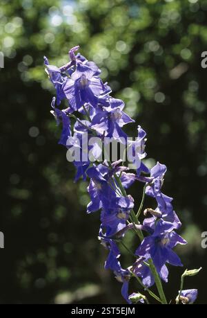 Blooming delphinium flower blossoms in a garden Stock Photo - Alamy