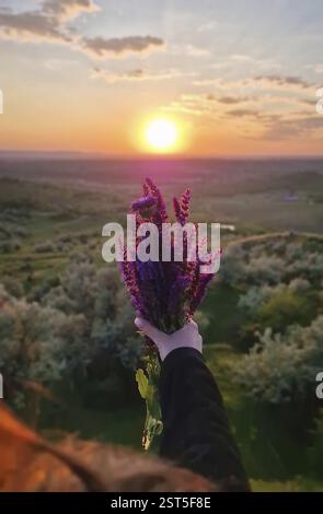 Sage flowers in the sunset Stock Photo - Alamy