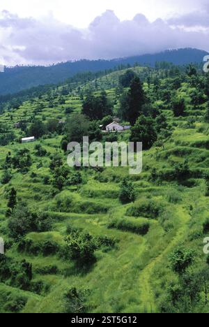 Verdant hills, sitlakhet, uttaranchal, india Stock Photo - Alamy