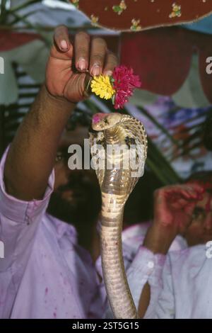 Nagapanchami festival of snake, man doing pooja puja of cobra battis ...