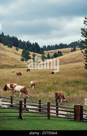 Cows grazing free in a field, Piedmont - Italy Stock Photo - Alamy
