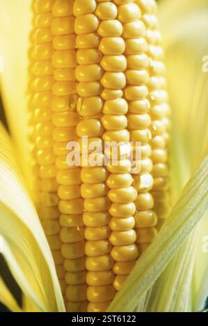 Maize cereal grain ; Corn Maize Makki Makai growing in fields ...