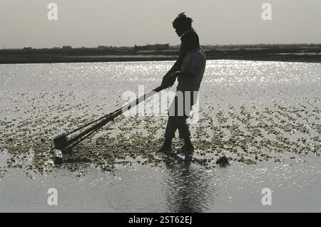 Salt plant, breaking the crust in the salt pans, little rann of kutch ...
