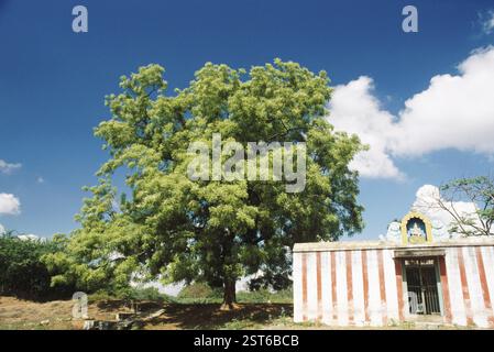 Neem tree (azadirachta indica), india Stock Photo - Alamy