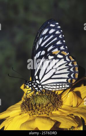Insects, butterfly Indian common mime chilasa clytia on flower Stock ...