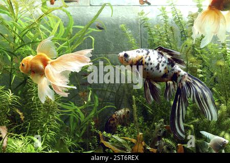 Fishes, Gold Fish (Chinese Oranda Hi Cap) Latin Name (Carassius Auratus ...