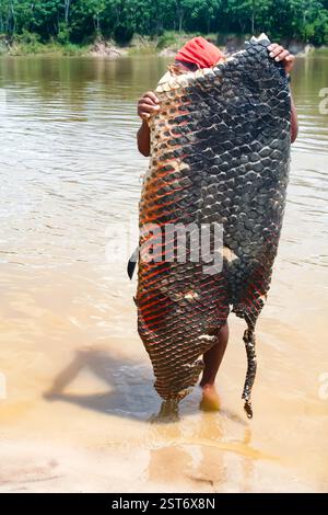 Jungle, Brazil. Skin of the pirarucu, also known as arapaima or paiche ...