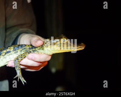 Small caiman (type: Melanosuchus) keep in the hand in Amazon Rainforest ...