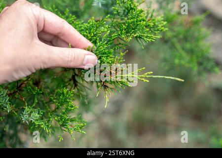 Juniper rust caused by Gymnosporangium and Lophodermium fungi on ...