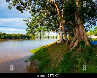Huge trees on the banks of the Javari River, basin of Amazon River ...
