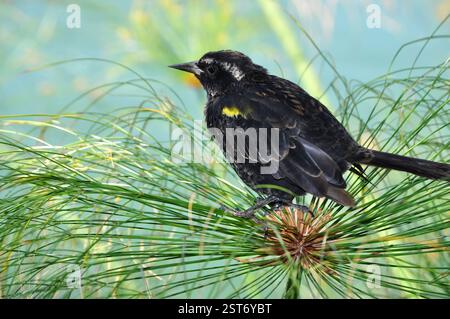 Female trile bird on papyrus plant Stock Photo - Alamy