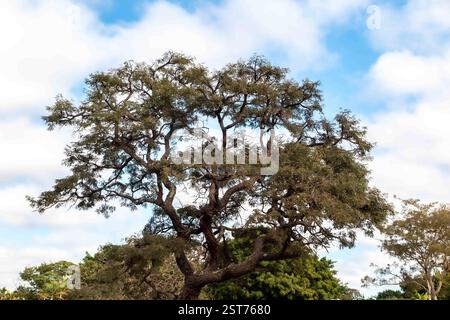 Typical tree of the Brazilian cerrado biome in an idyllic setting Stock ...