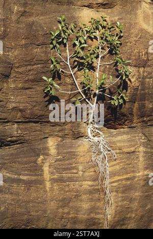 Tree growing on rock badami karnataka india Stock Photo - Alamy