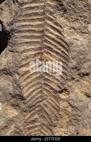 Fossilized stone form, vithon, kutch, gujarat, india Stock Photo - Alamy