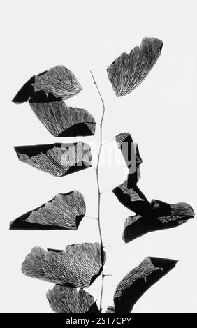 Folded Leaves, 1974 Stock Photo - Alamy